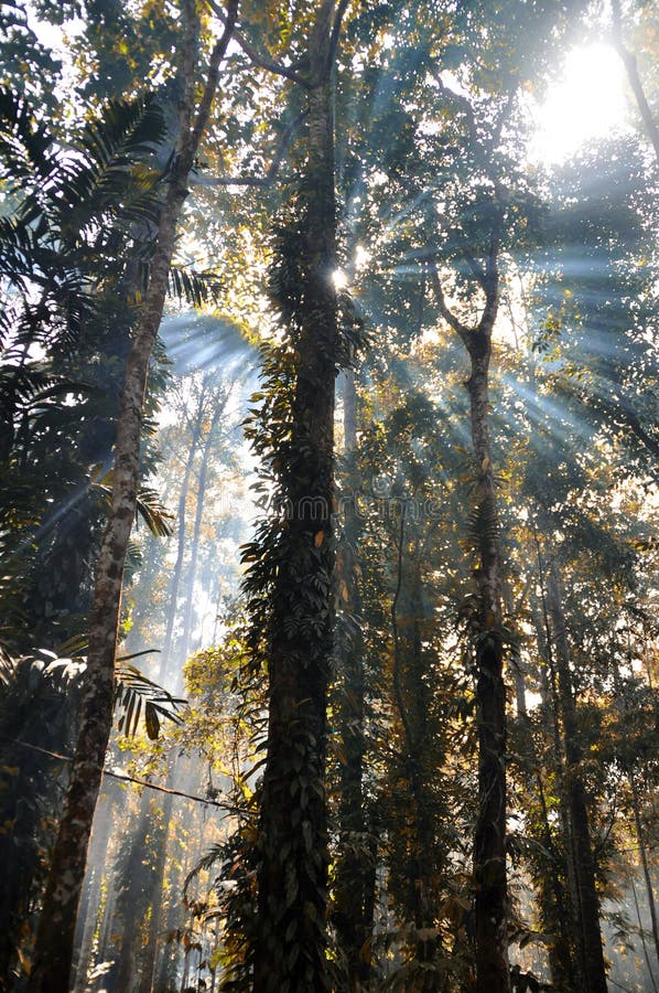 Rain Forest Sun Rise stock photo. Image of nature, rise - 18158174