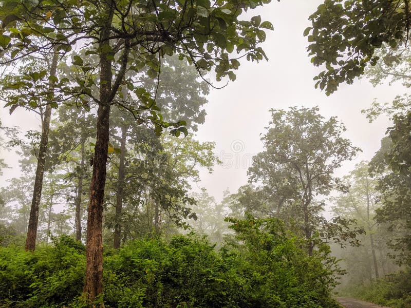 Misty Rainforest View from Long Distance High Definition Stock Photo ...