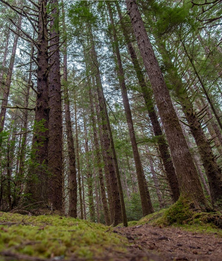 Rain Forest Trees Along Oregon Coast Trail Stock Photo - Image of ...