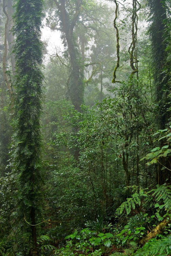 Rain Forest Trees and Plants Stock Photo - Image of park, nature: 3074502