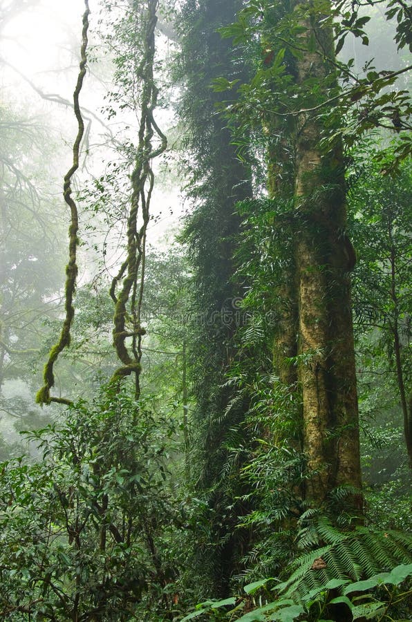 Rain Forest Trees and Plants Stock Photo - Image of foggy, temperate ...