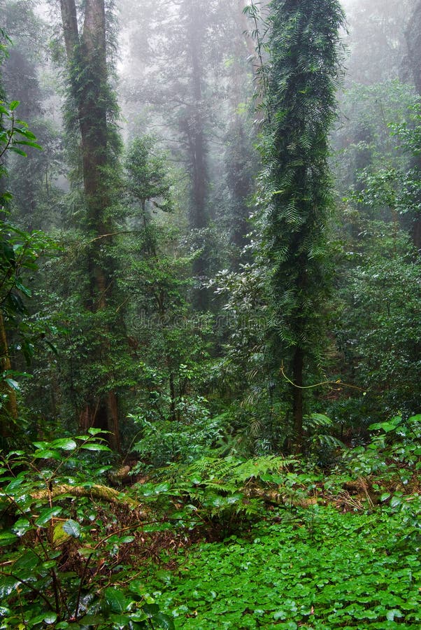 Rain Forest Trees and Plants Stock Image - Image of wild, nature: 3106717