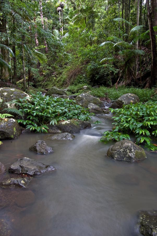 Rain Forest Trees and Stream Stock Image - Image of preserve, rain: 3983085
