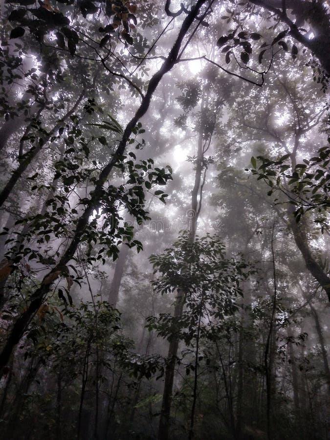 Rain forest stock image. Image of rain, mountain, west - 278190371