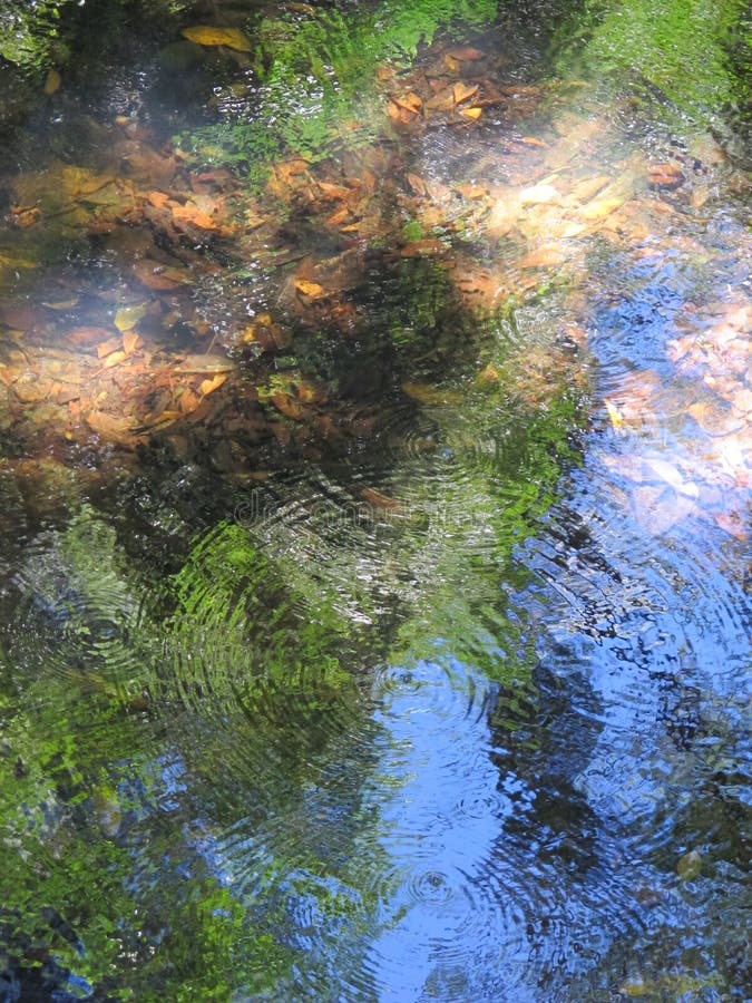 Rain Forest Water Reflections Stock Image - Image of growth, national ...