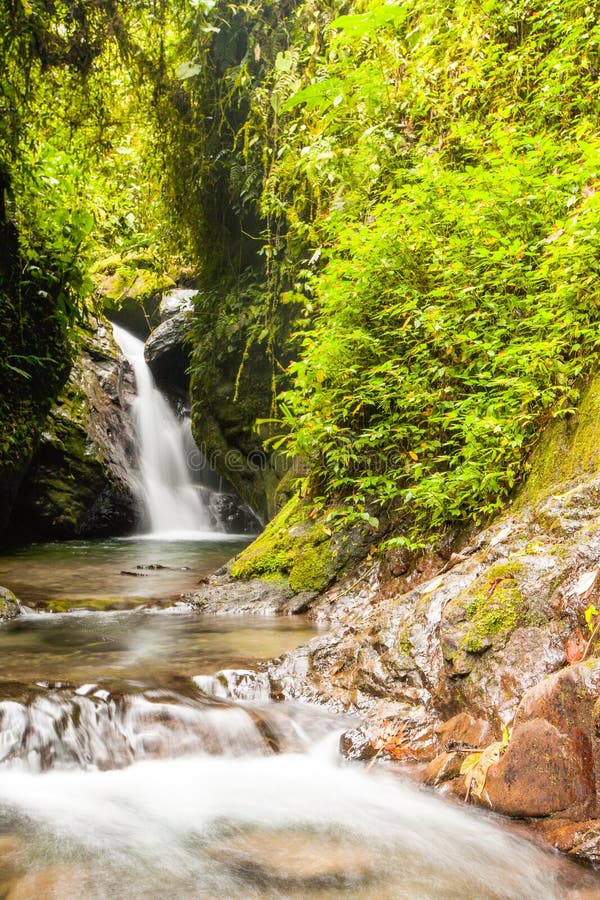 Rain Forest Waterfall stock image. Image of fresh, environment - 61378617