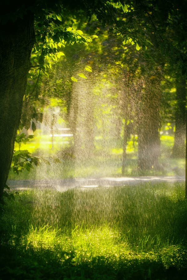 Rain in the Forest, Wet Leaves in the Foreground, Background of the ...