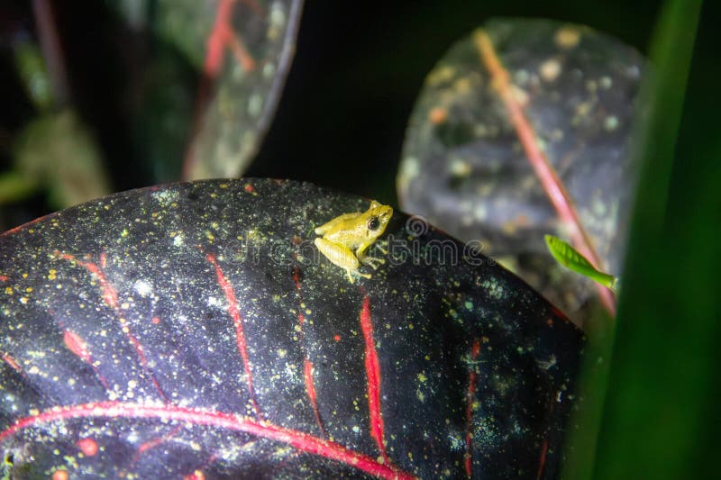 A rain frog in Costa Rica stock photo. Image of rainforest - 353036106