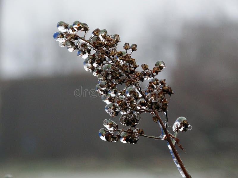 The Frost on the Grass after Freezing Rain Stock Photo - Image of green ...