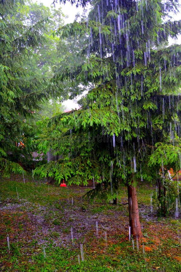 Rain in the Garden in Summer in a Rainy Day Stock Image - Image of ...