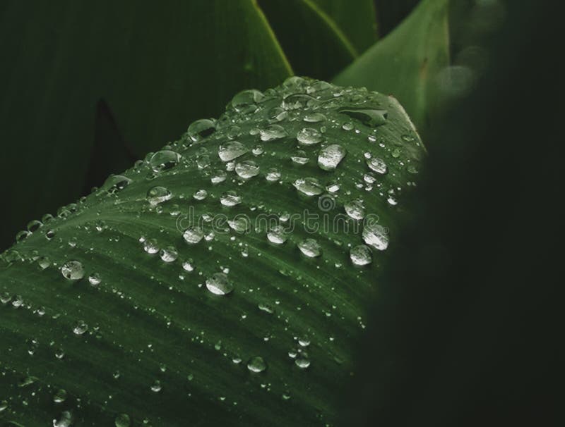 Rain, grass, forest, drops stock photo. Image of grass - 181177534