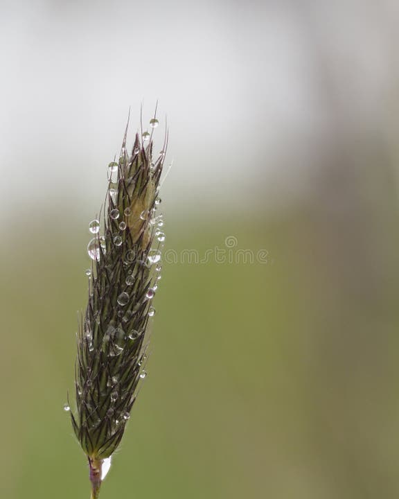 Rain on grass seeds stock photo. Image of growth, summer - 314094586