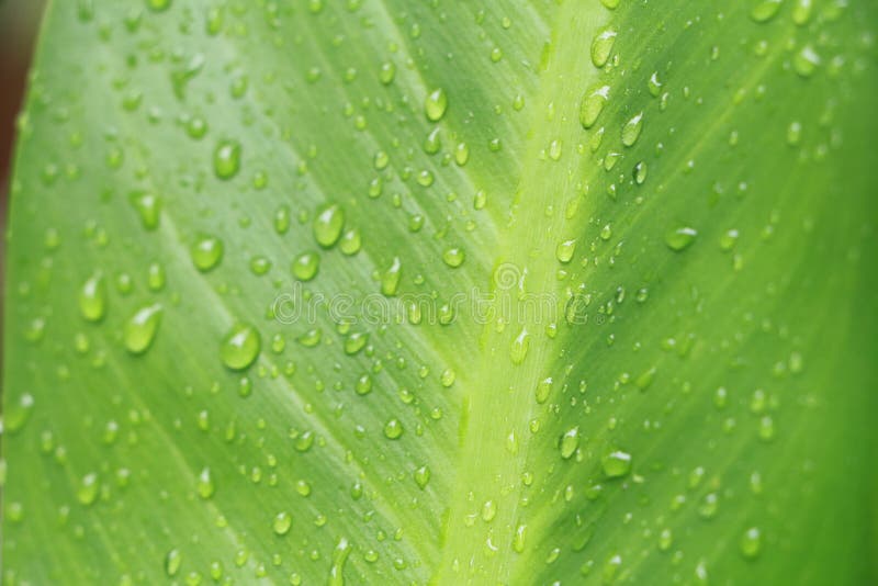 Rain and green leaf stock image. Image of natural, spring - 53306159