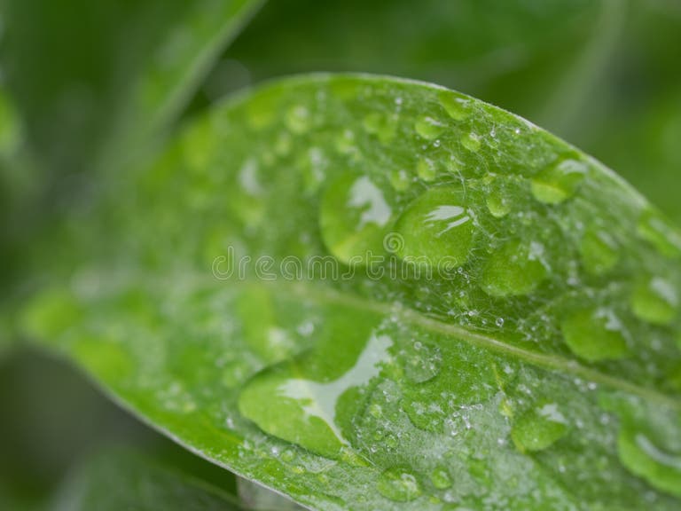 Rain on green leaf stock image. Image of beautiful, spring - 39997203