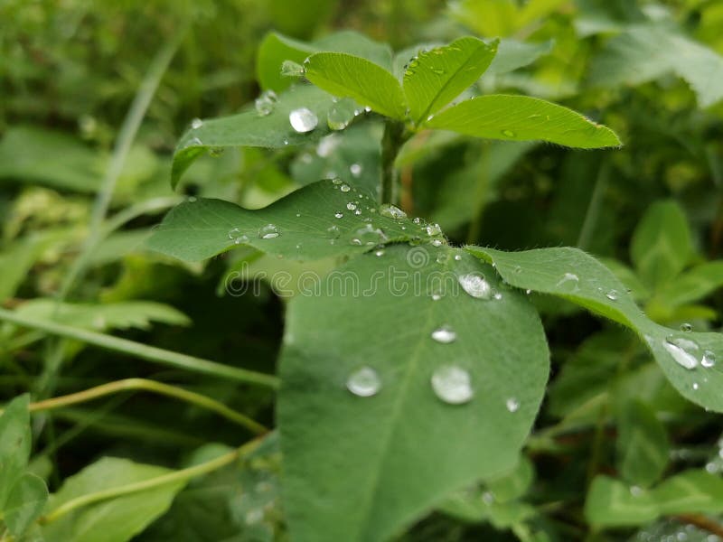 Rain and green plants stock photo. Image of leaf, wildflower - 200943658