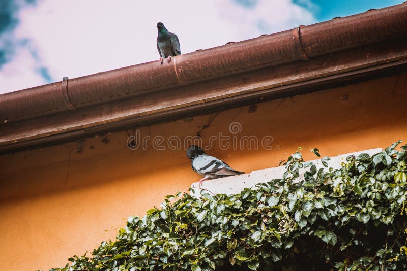 Rain Gutter System and Roof Protection Stock Image - Image of holder ...