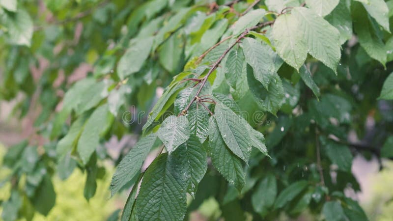 Hail Falling on a Wooden Verandah or Porch Stock Footage - Video of ...
