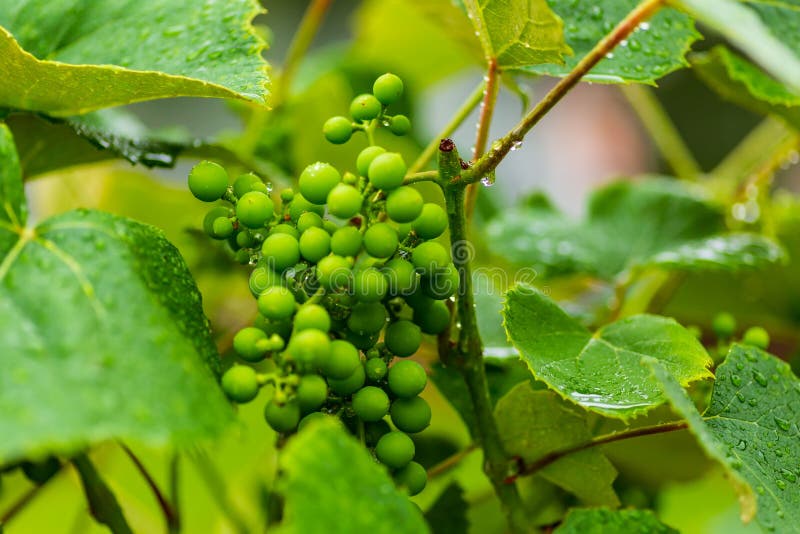 Rain Helps these Grapes Grow Even Larger Stock Image - Image of growth ...