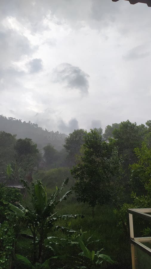 Rain on the Hill with Swaying Trees Stock Image - Image of nature, tree ...