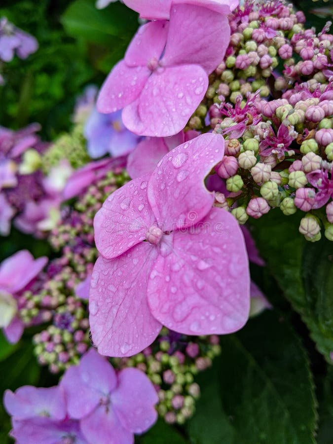 Rain on hydrangea petals stock image. Image of petals - 193615945