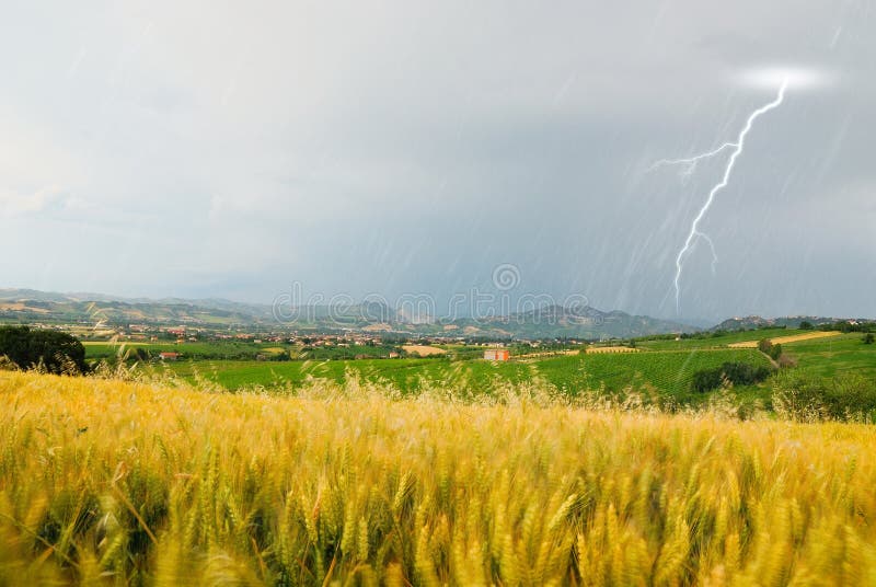 Rain Incoming Rain Incoming Over Grain Field Stock Photo - Image of ...