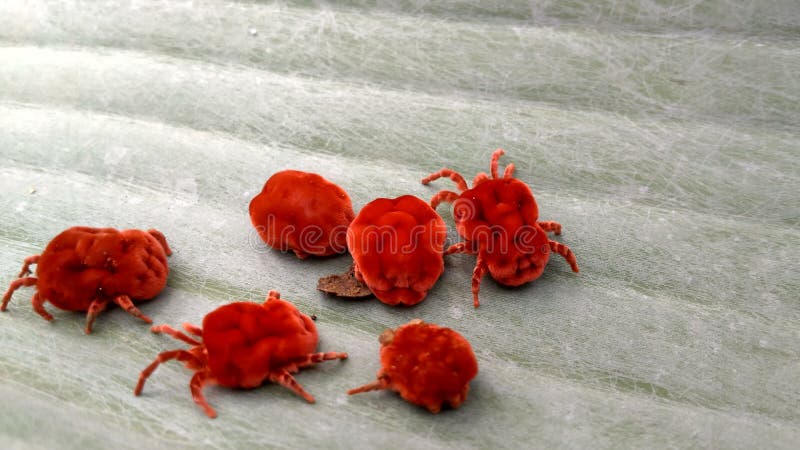 Rain insect stock image. Image of rain, collecting, beautiful - 94282699