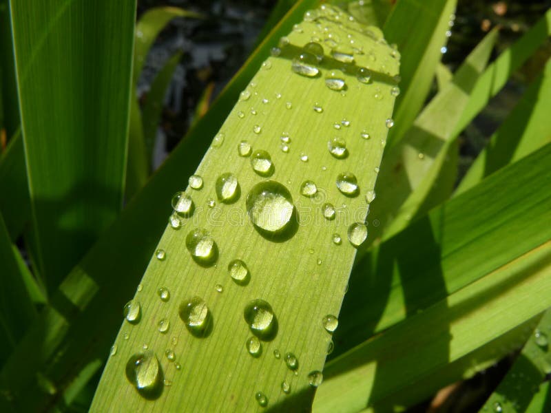 Rain on the iris leaf stock photo. Image of water, drops - 10179202