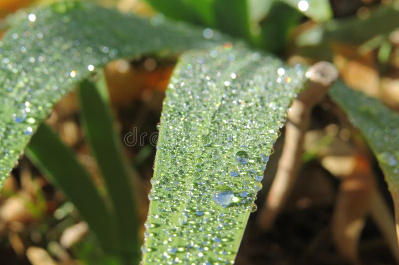Rain jewels stock image. Image of early, beach, australia - 57432427
