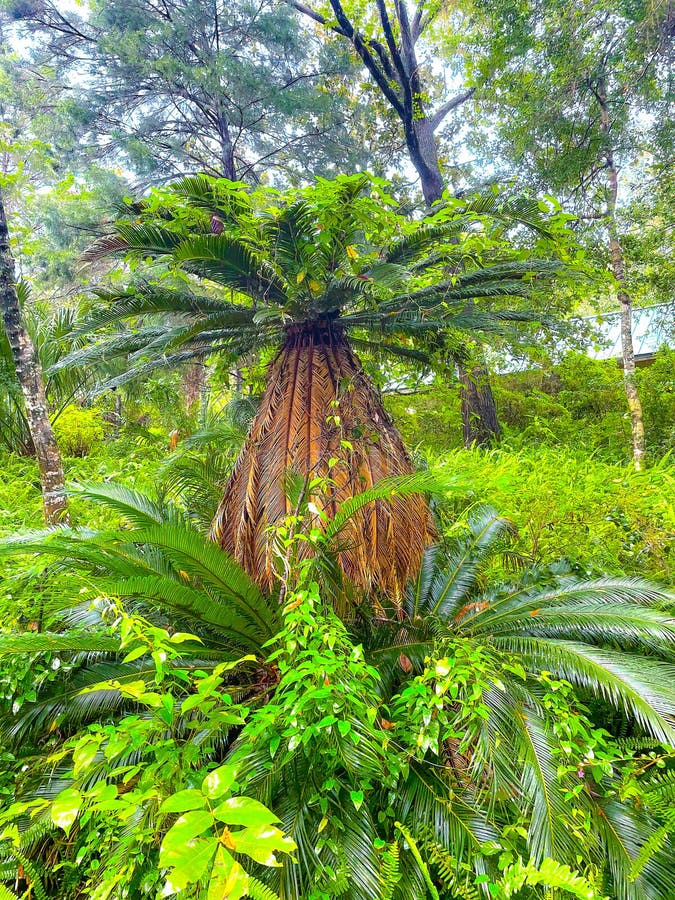 Rain in the Jungle and a Palm Tree Stock Photo - Image of nice ...