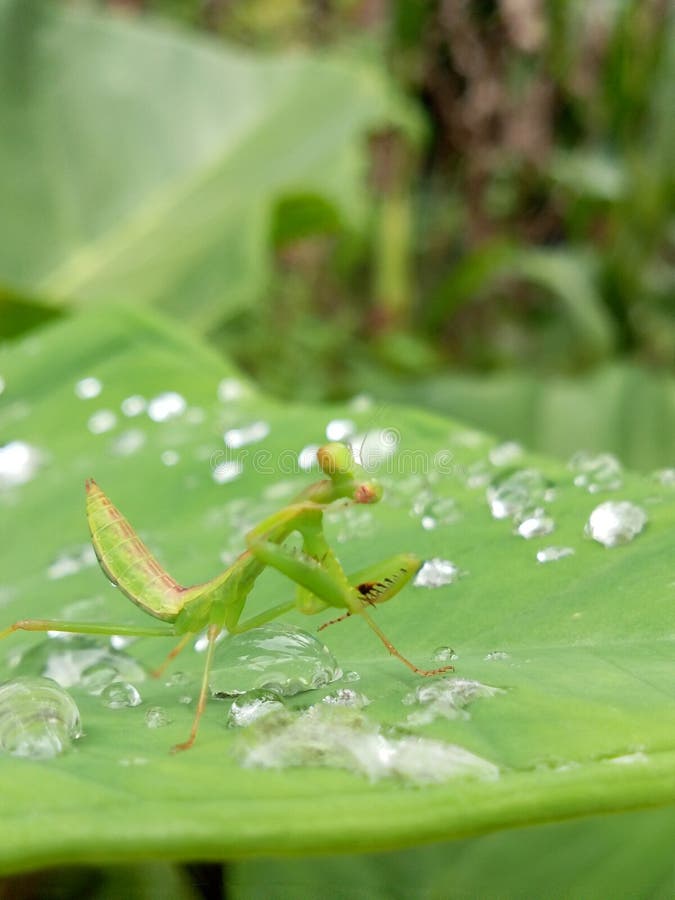 Insect stock image. Image of rain, leaf, water, insect - 113849779