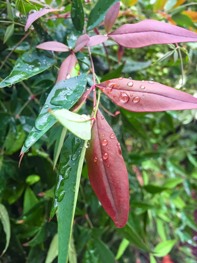 Rain on leaf stock image. Image of fresh, beautiful - 106264549