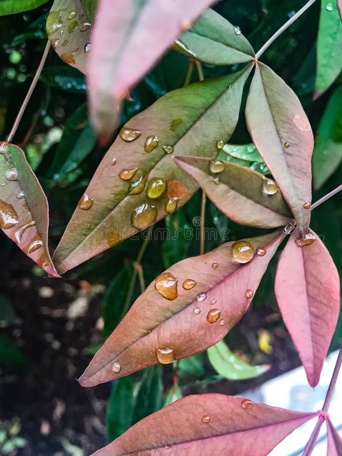 Rain on leaf stock image. Image of frozen, environment - 106264759