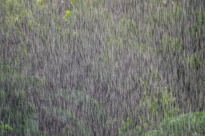 Rain leaves stock image. Image of forest, environment - 56759237