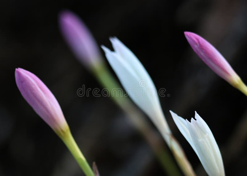 Rain Lilies stock image. Image of wilmington, compost - 58082643