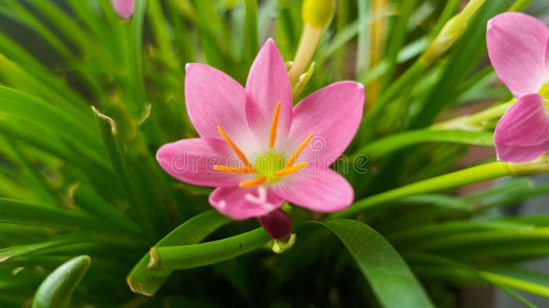 Rain lilly pink stock photo. Image of blossom, likely - 333061198