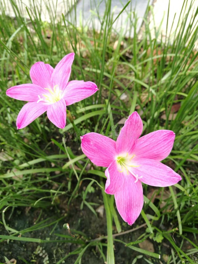 Rain lily flowers stock photo. Image of abstract, magic - 92957946