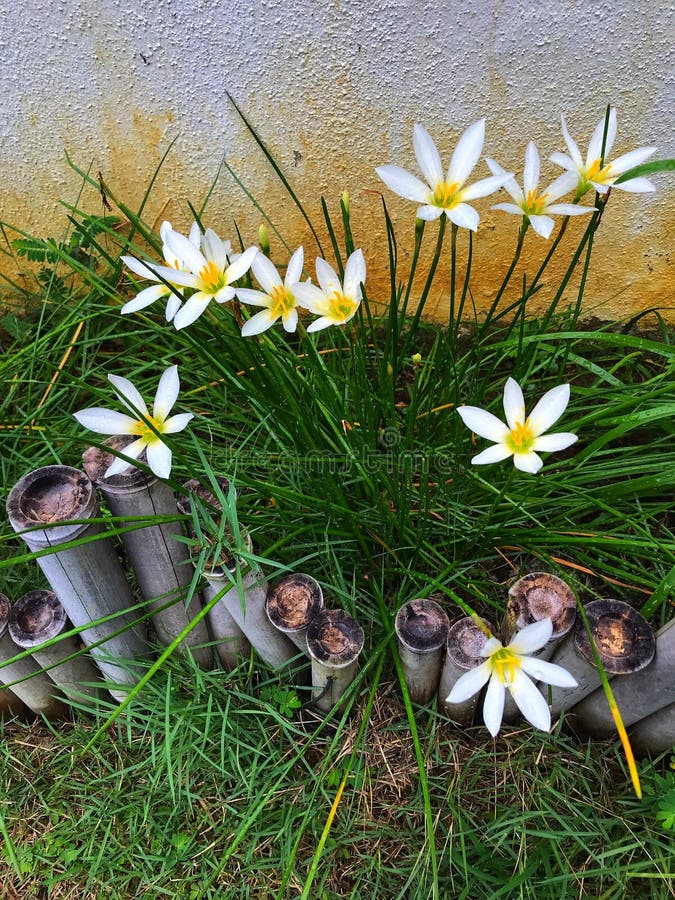 Zepy Stock Photos - Free & Royalty-Free Stock Photos from Dreamstime