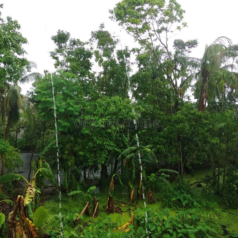 Rain Line Fall Above Tree in Jungle Stock Image - Image of jungle ...