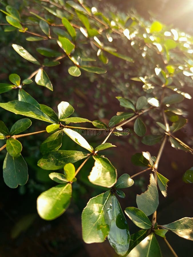 After Rain Look Up Fresh when the Sun Rise Shining Stock Image - Image ...