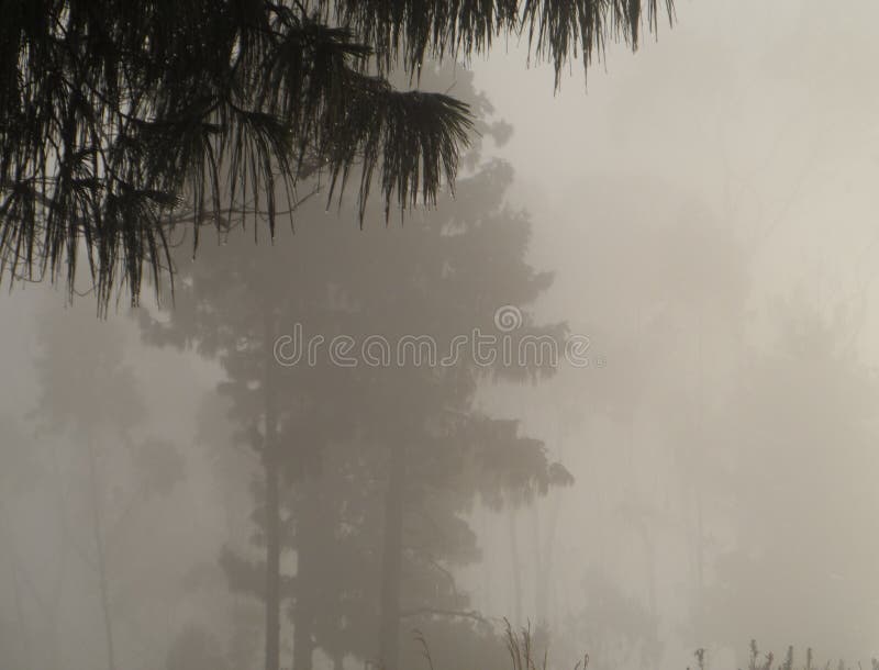 Rain and mist stock photo. Image of dawn, rain, contraluz - 54373568