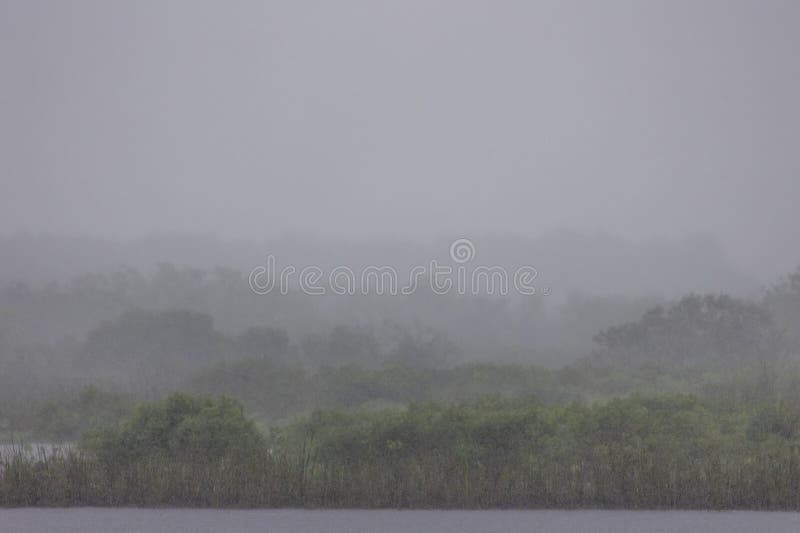 Rain and Mist in the Rainforest Stock Image - Image of rain, green ...