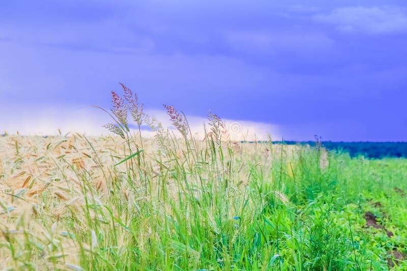 Rain mood over the field stock image. Image of wheat - 97875841