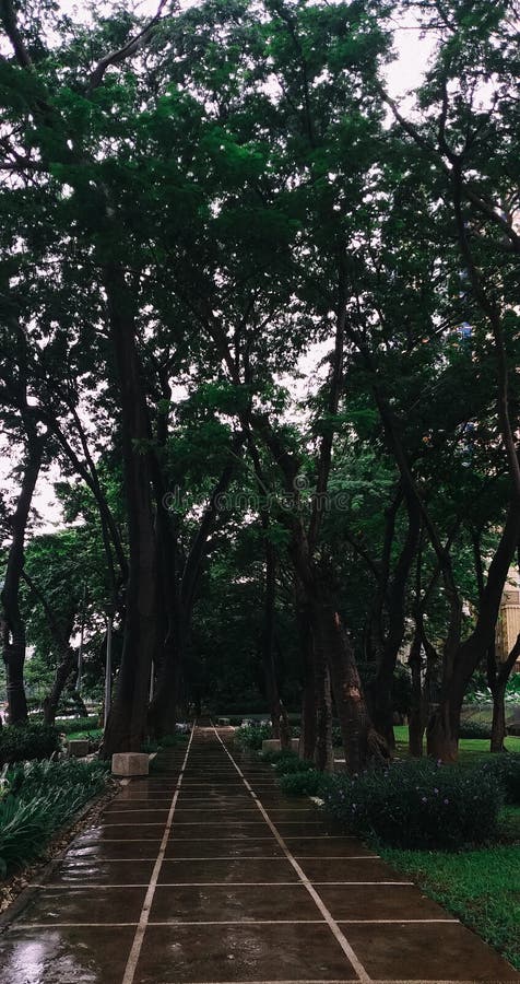 Rain in the morning stock image. Image of plants, jogging - 171670161
