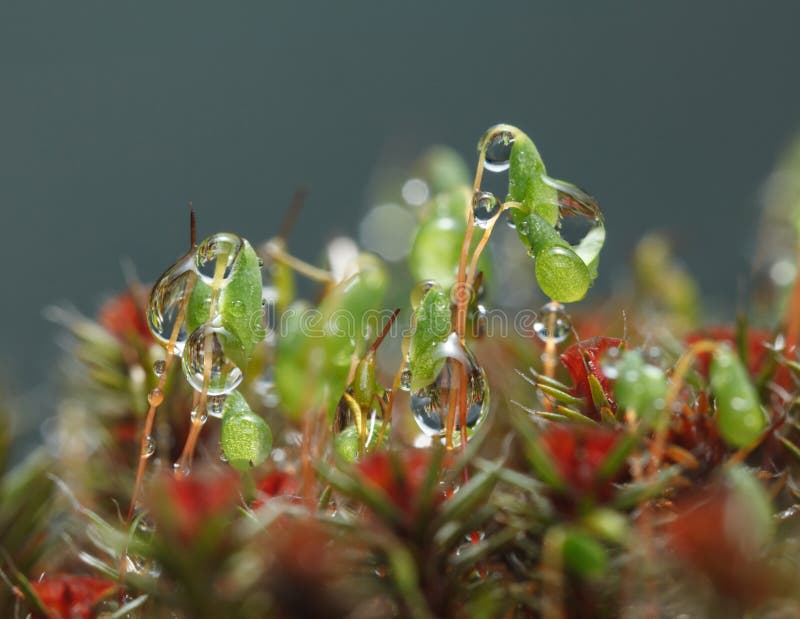 Rain and moss macro stock image. Image of capsules, environment - 138341481