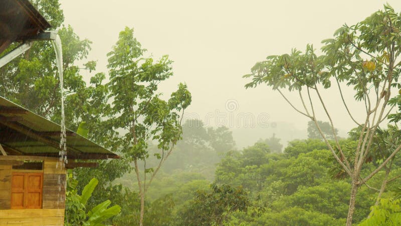 Rain Over the Amazon Rainforest in Ecuador Stock Video - Video of ...