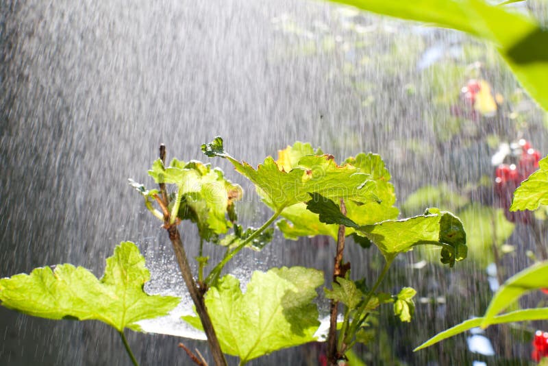 Summer Rain stock photo. Image of sunlight, light, apple - 16040094