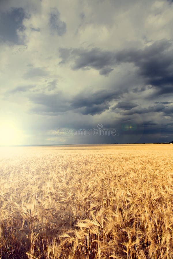 Rain Over Wheat Field in Retro Style Stock Image - Image of empty ...