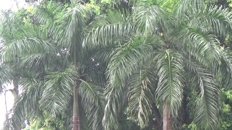 Rain on palm trees stock video. Video of environment - 198797459