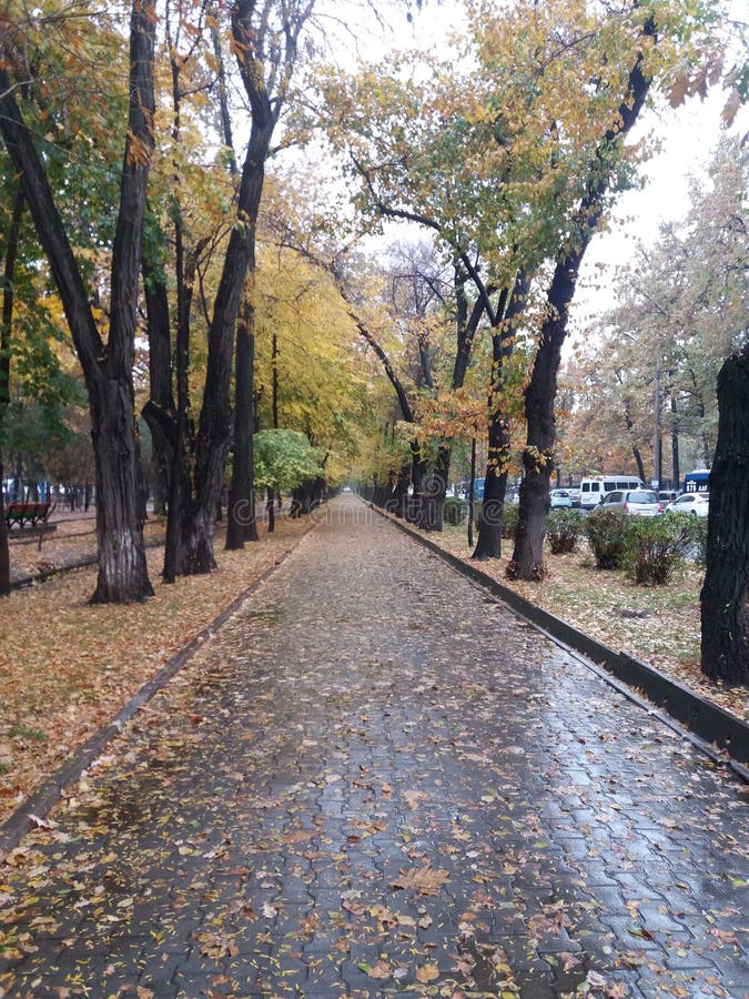 Rain, Park, Autmn, Fall, Trees Stock Photo - Image of tree, branch ...