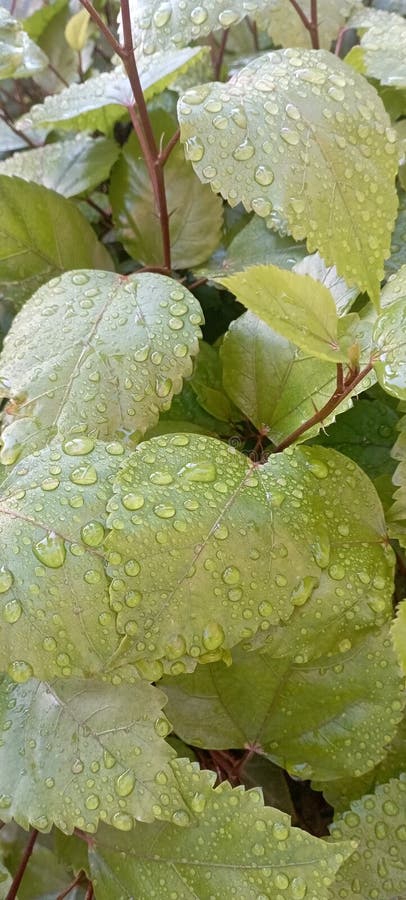 The Rain on Plant Leaves, a Very Beautiful Sight Stock Photo - Image of ...